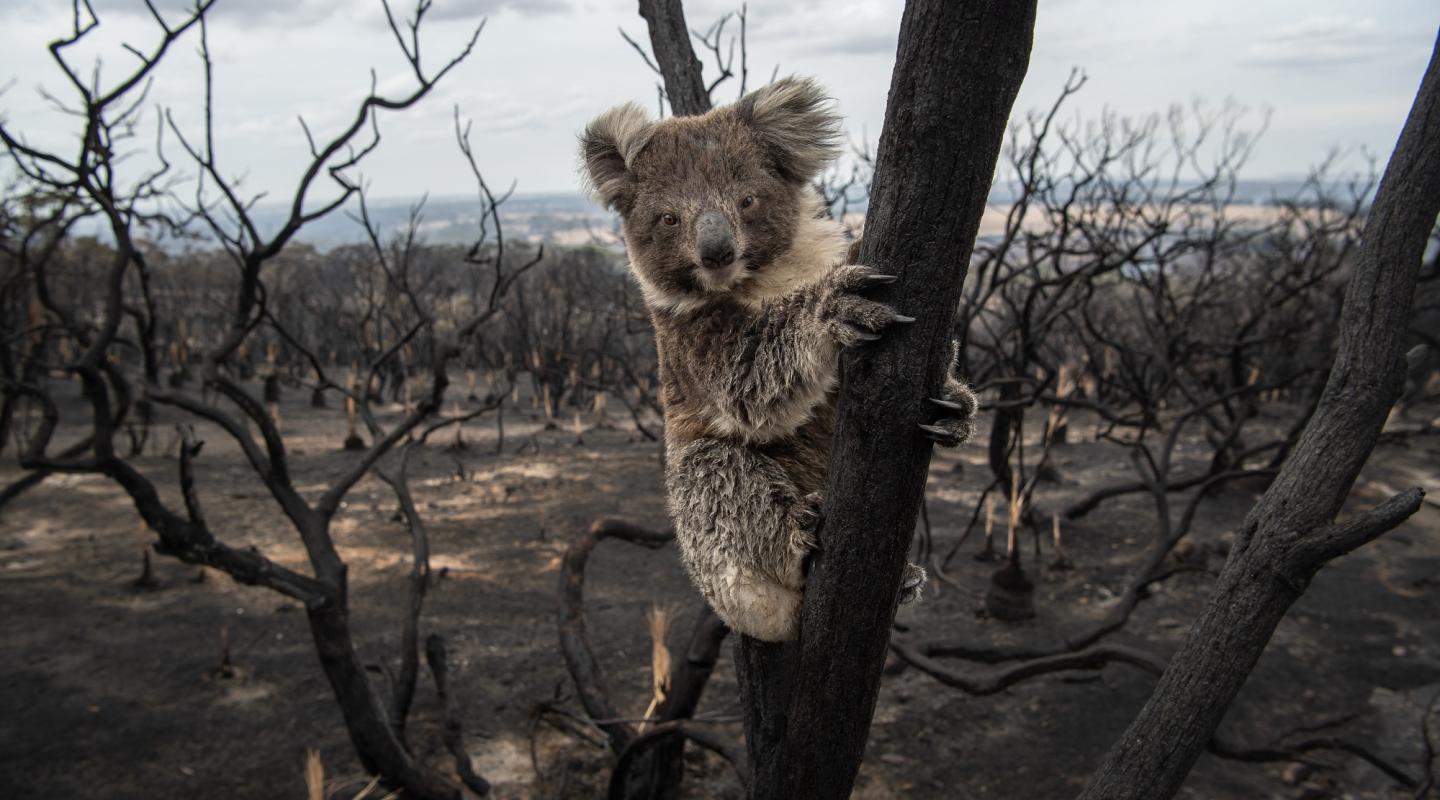 9 фактов о коалах - 14.12.25 15:04 | Пикабу