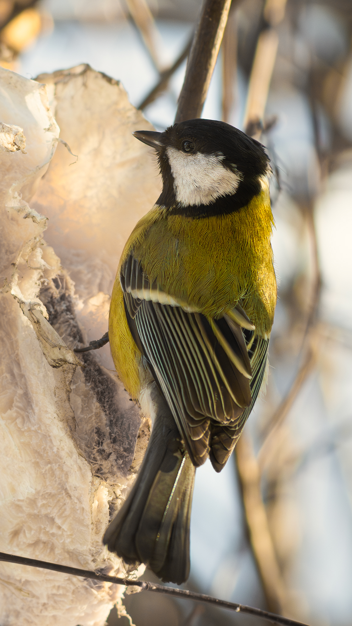 Большая синица - 12.01.26 19:28 | Пикабу