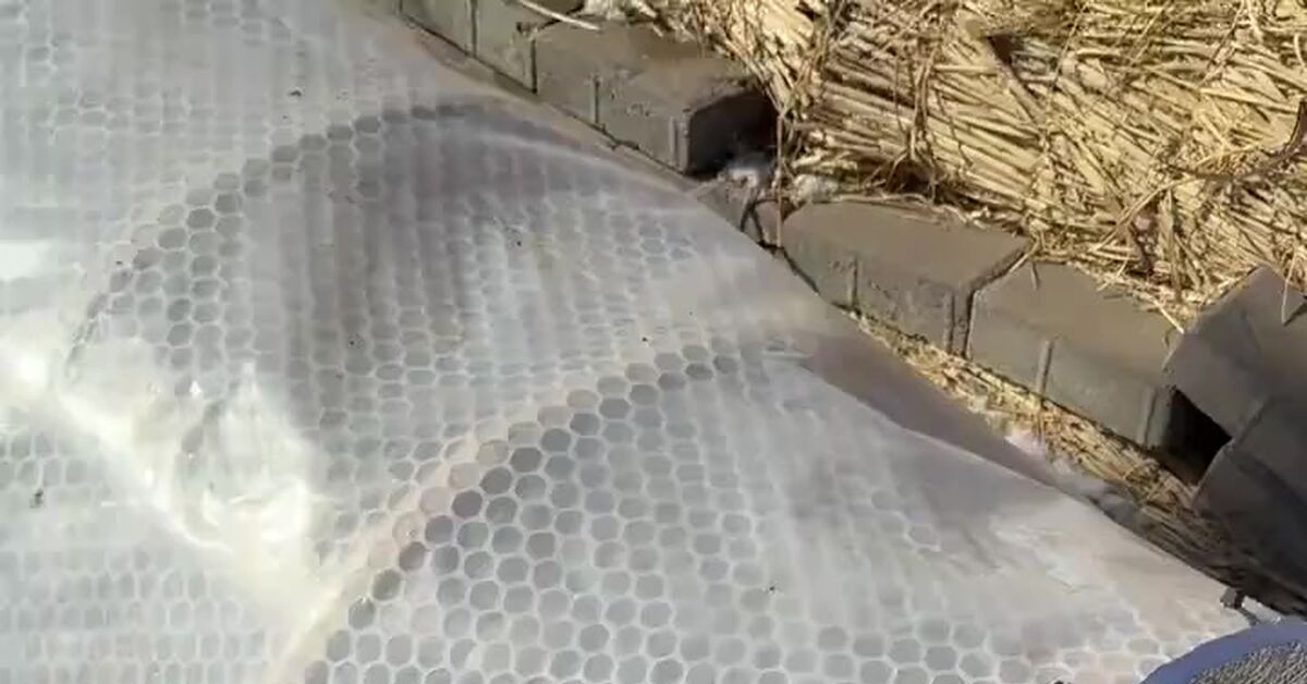 Котохранилище - 08.05.26 02:23 | Пикабу